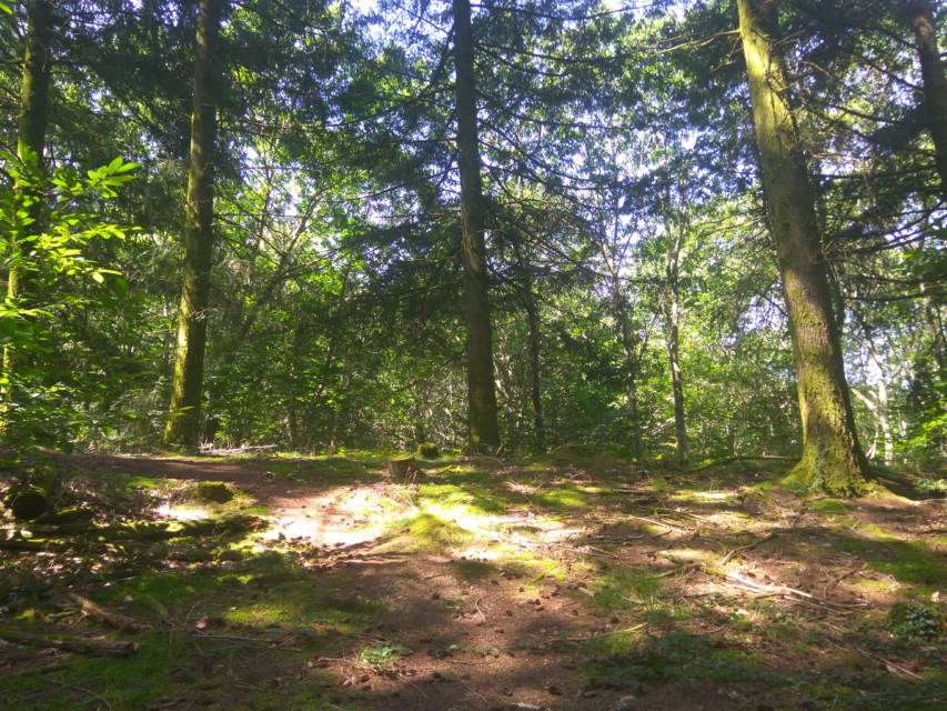 Marcher en forêt à la rencontre de soi - Terra Herba